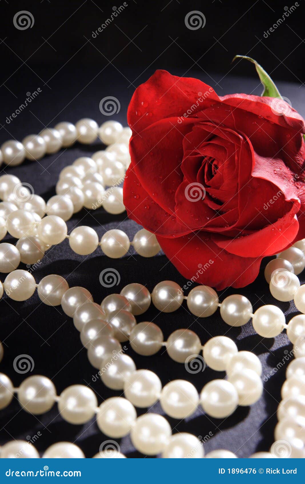 Rose y perlas rojas foto de archivo. Imagen de gotitas - 1896476