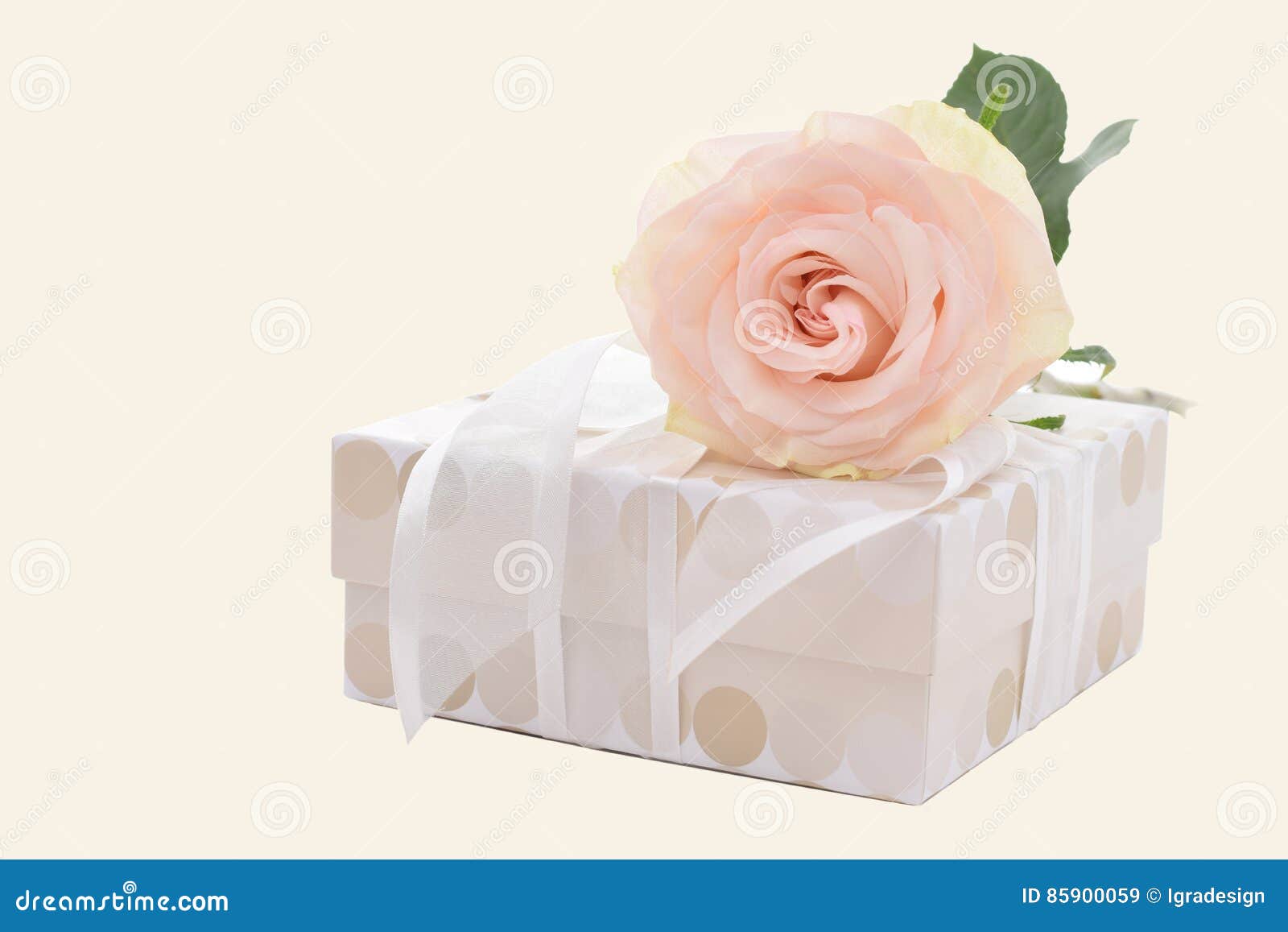 Rose y regalo imagen de archivo. Imagen de hermoso, transparencia ...