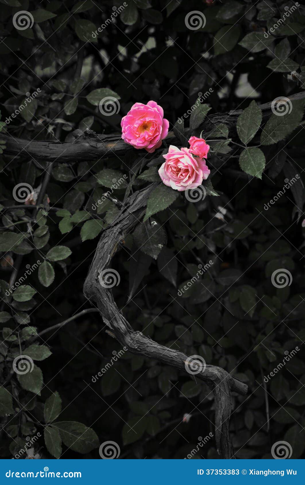 Rose y ruina imagen de archivo. Imagen de ramo, suave - 37353383