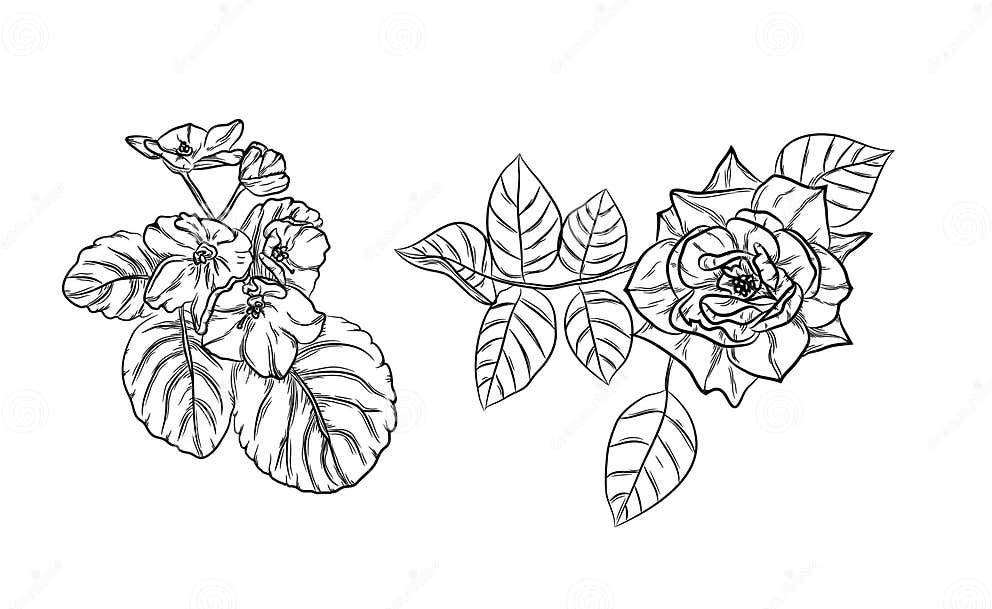 Rose y violeta ilustración del vector. Ilustración de planta - 21270409