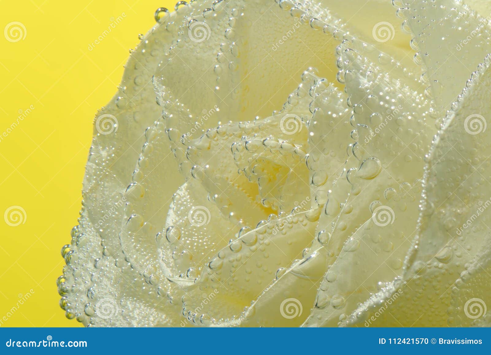 Rose Yellow Flower Head Surface Top View Isolated on Background Stock ...