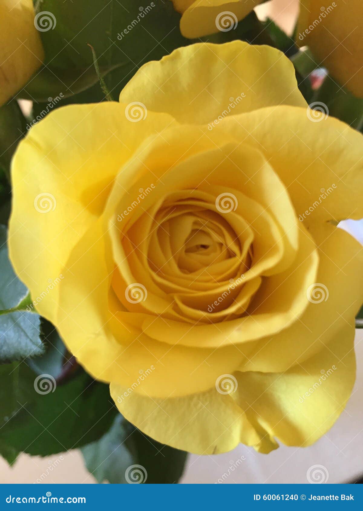 Rose Yellow Love Fine Romance Stock Photo - Image of fine, romance ...