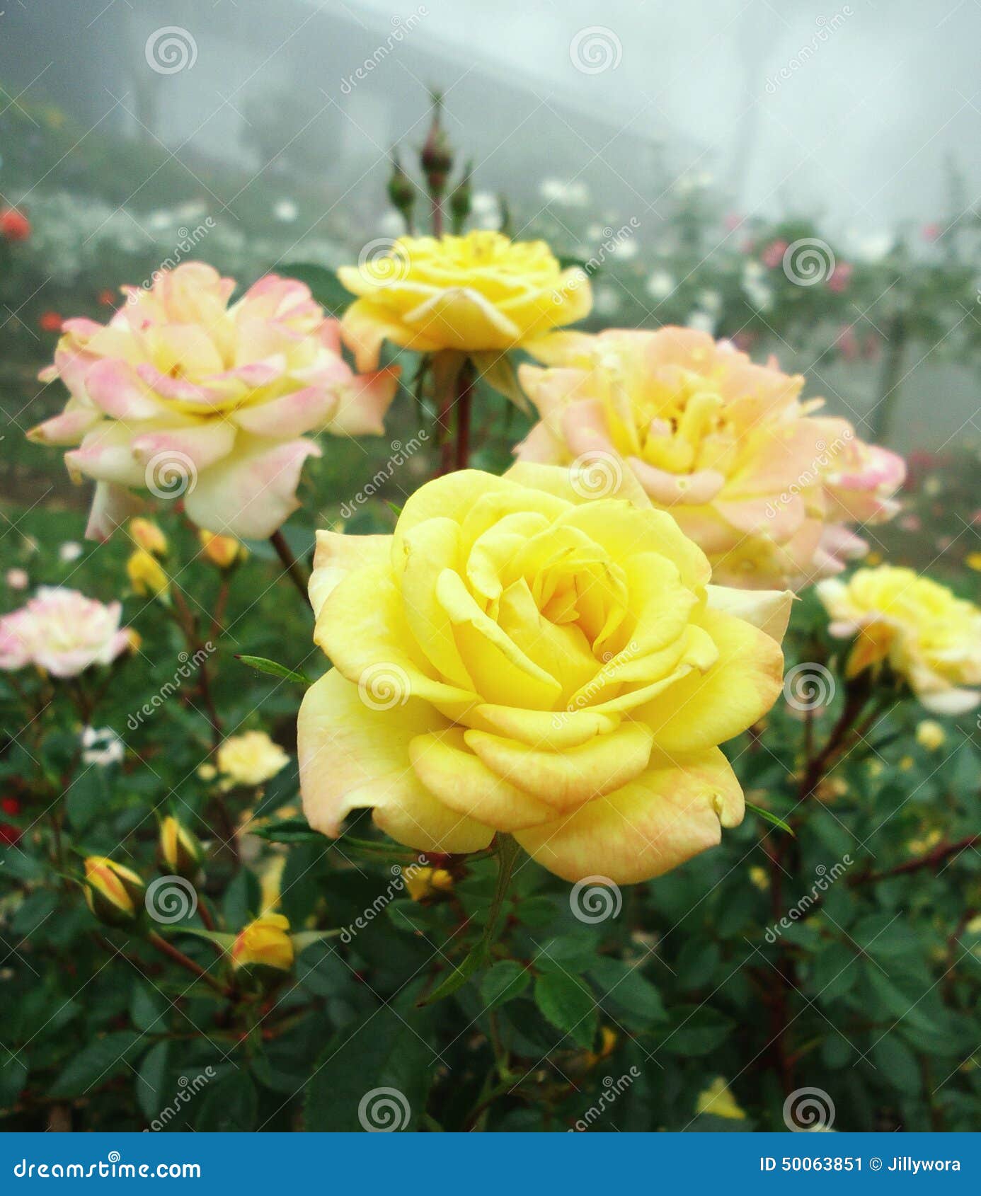 Rose stock image. Image of valentine, yellow, sweet, rose - 50063851