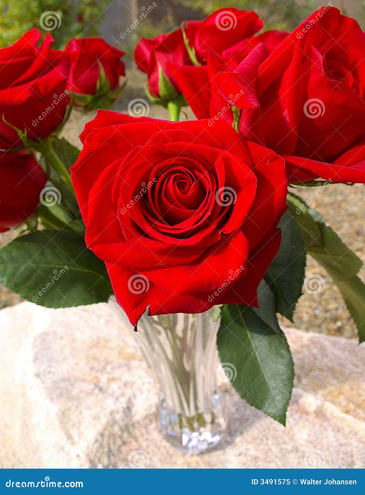 A rose for you stock image. Image of rose, roses, leaves - 3491575