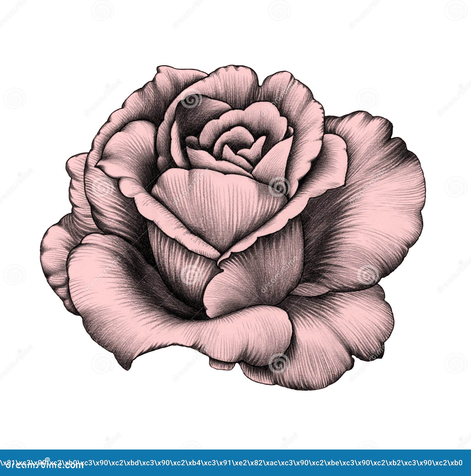 Rose Zeichnung Des Baums Auf Einem Weißen Hintergrund Stock Abbildung ... Rose Zeichnung Des Baums Auf Einem Weißen Hintergrund Stock Abbildung ...