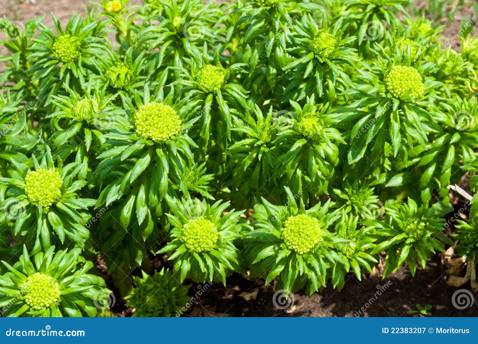 Rosea de Rhodiola imagen de archivo. Imagen de salud - 22383207