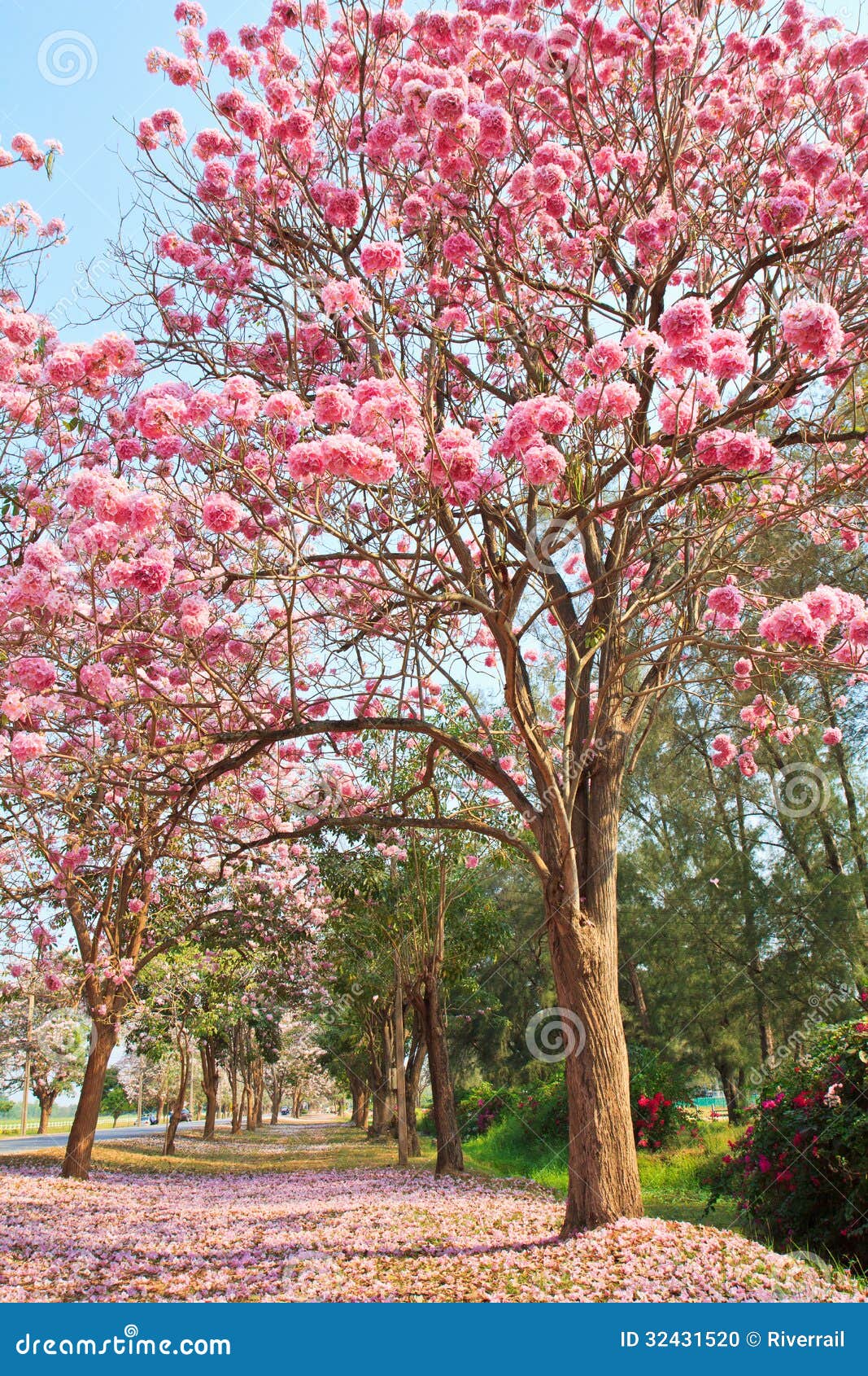 Rosea de Tabebuia foto de archivo. Imagen de estacional - 32431520