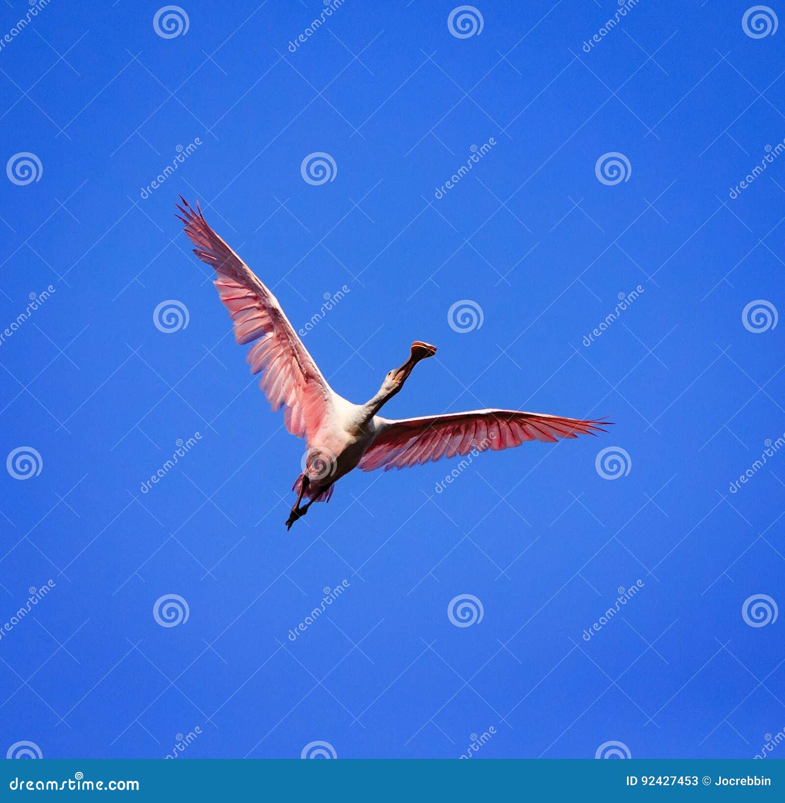 Roseate Pink Spoonbill Flies Overhead Stock Image - Image of lake ...