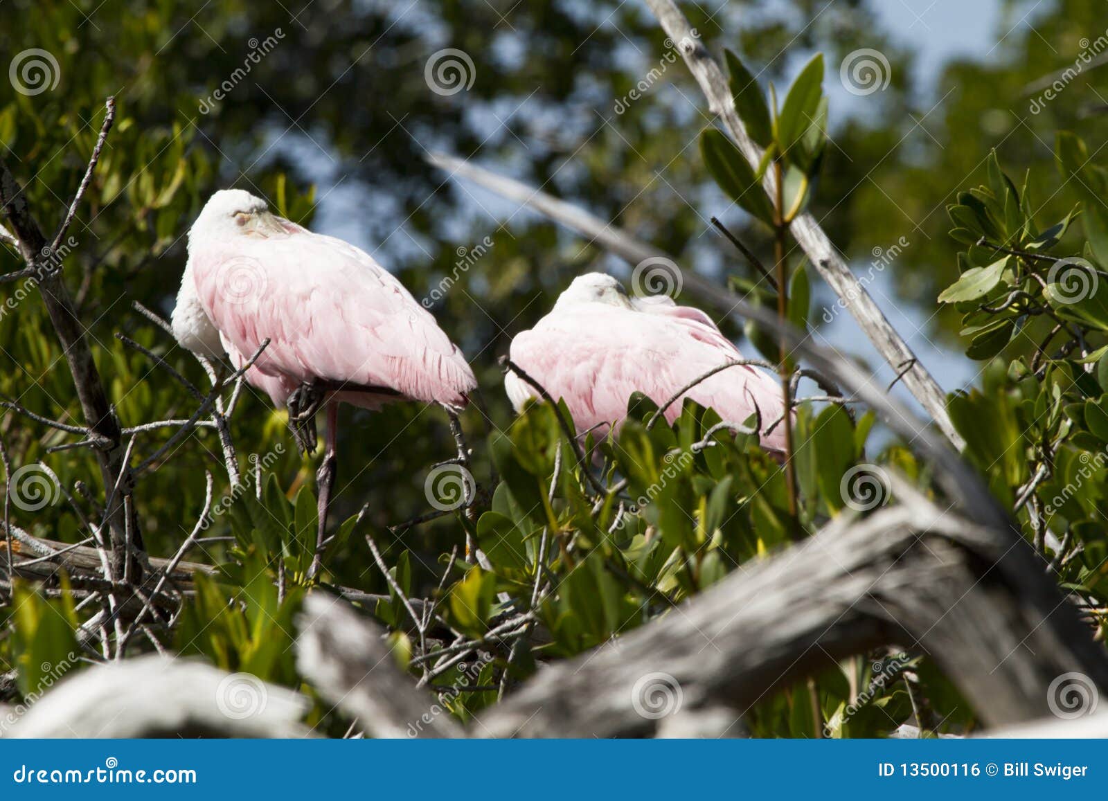 Roseate Spoonbil stock photo. Image of shrimp, florida - 13500116