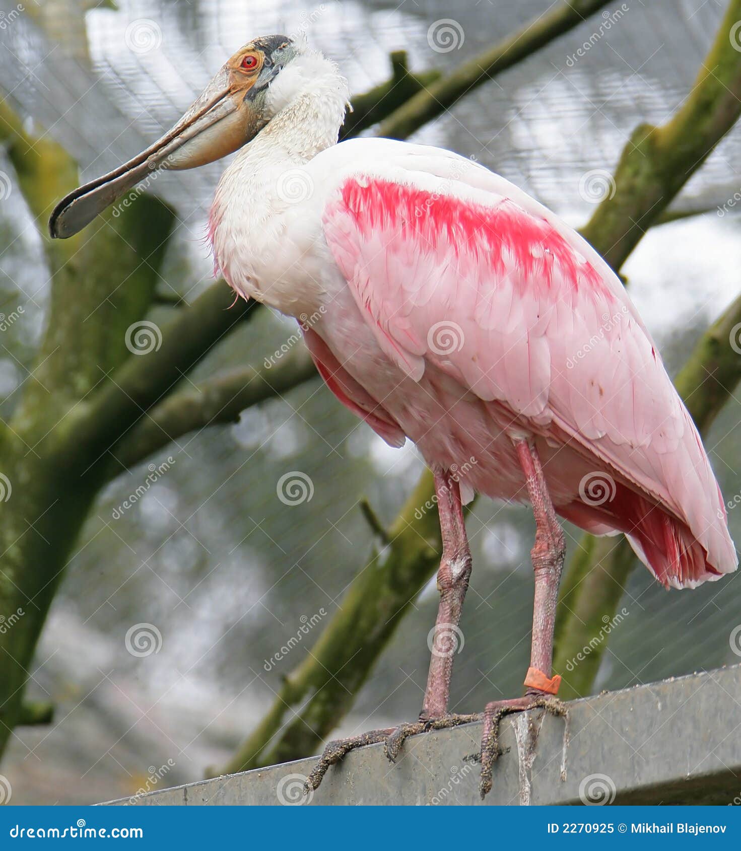 Roseate Spoonbill 1 stock image. Image of portrait, nest - 2270925