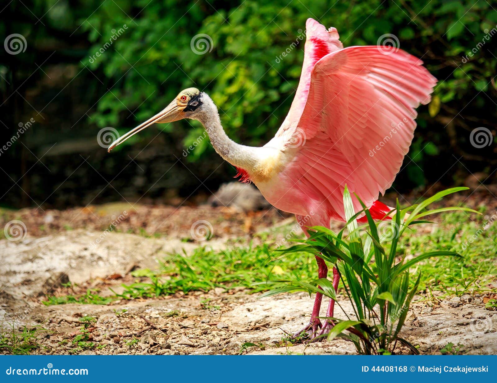 Roseate Spoonbill bird stock photo. Image of spoonbill - 44408168