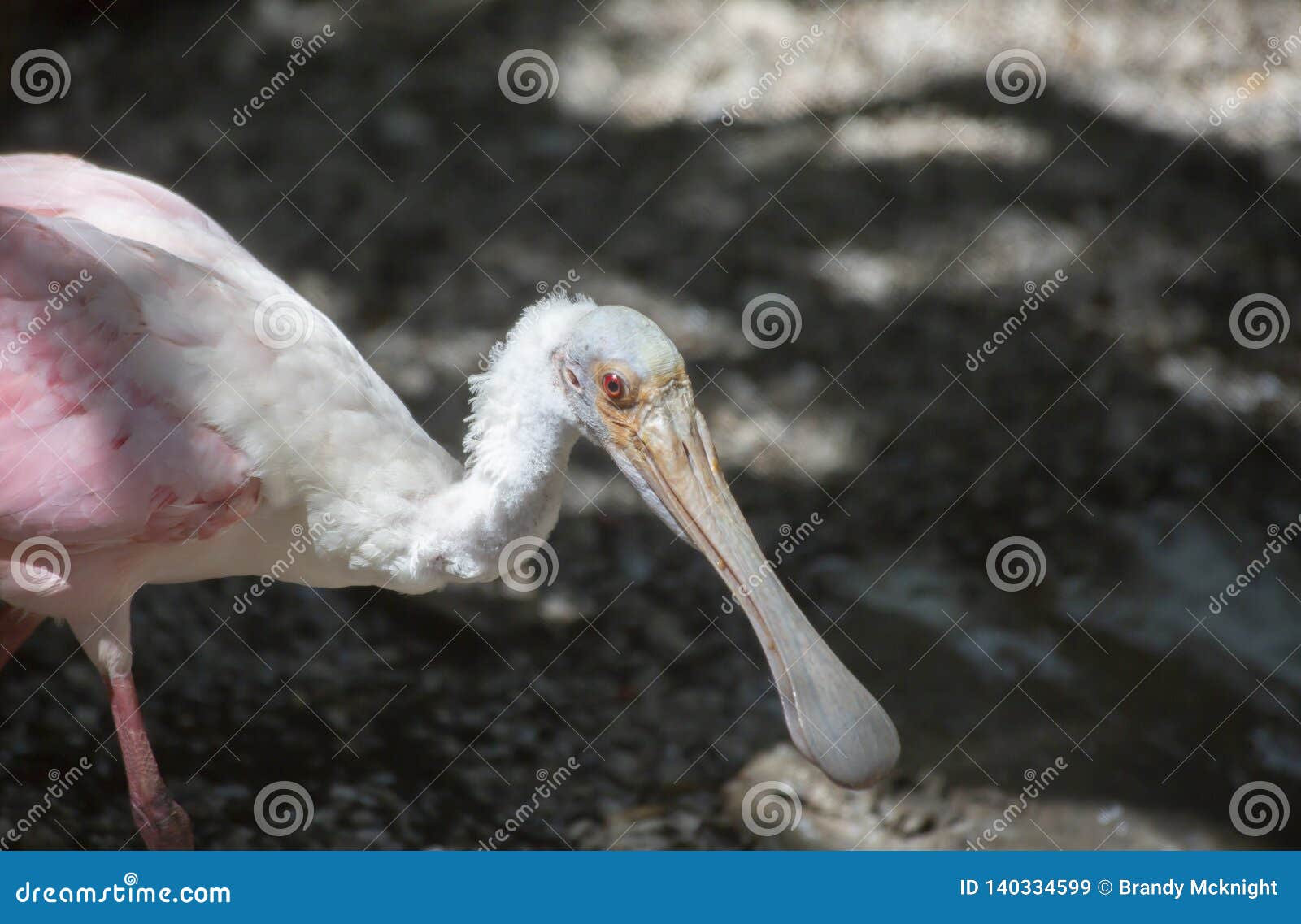 Close-up of Roseate Spoonbill Stock Image - Image of alabama, beak ...