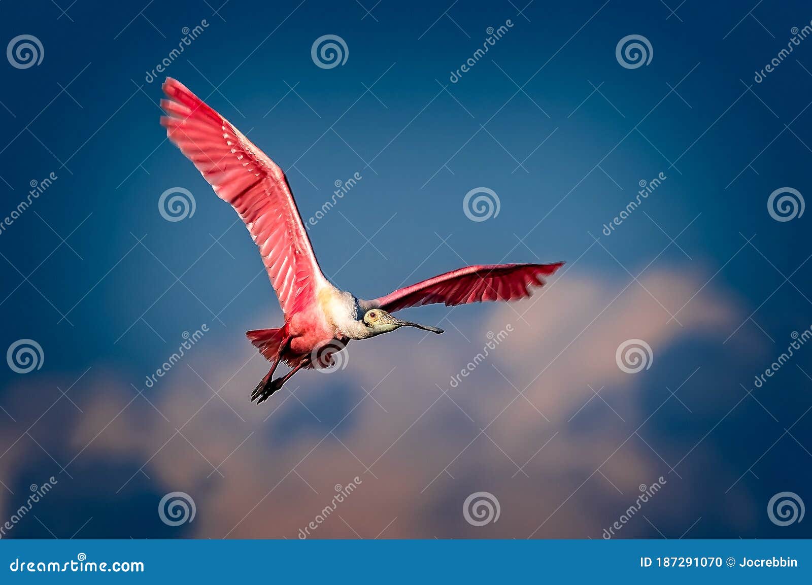 Roseate Spoonbill Flies Overhead in Bright Breeding Colors Stock Photo ...