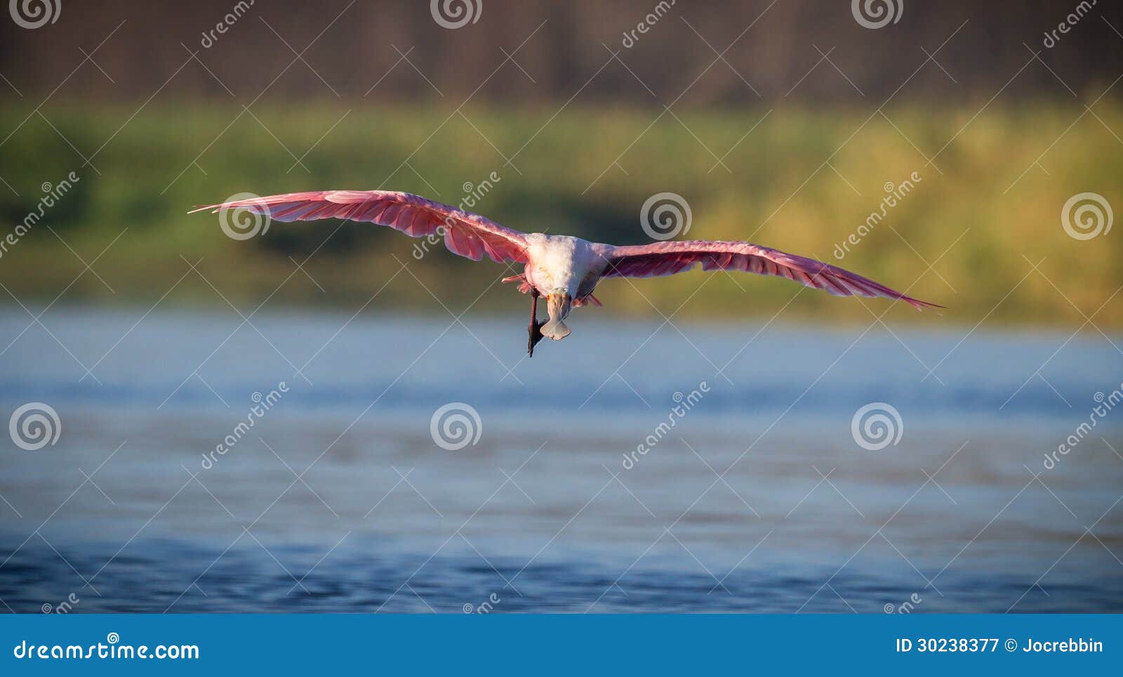 Roseate Spoonbill Flies Toward Camera Stock Image - Image of taking ...