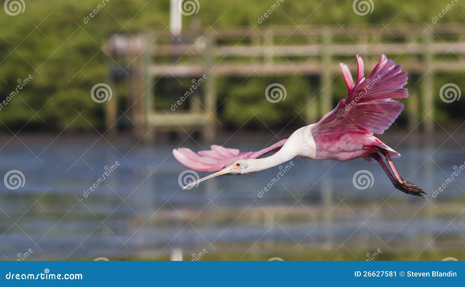 Roseate Spoonbill in Flight Stock Image - Image of flight, species ...