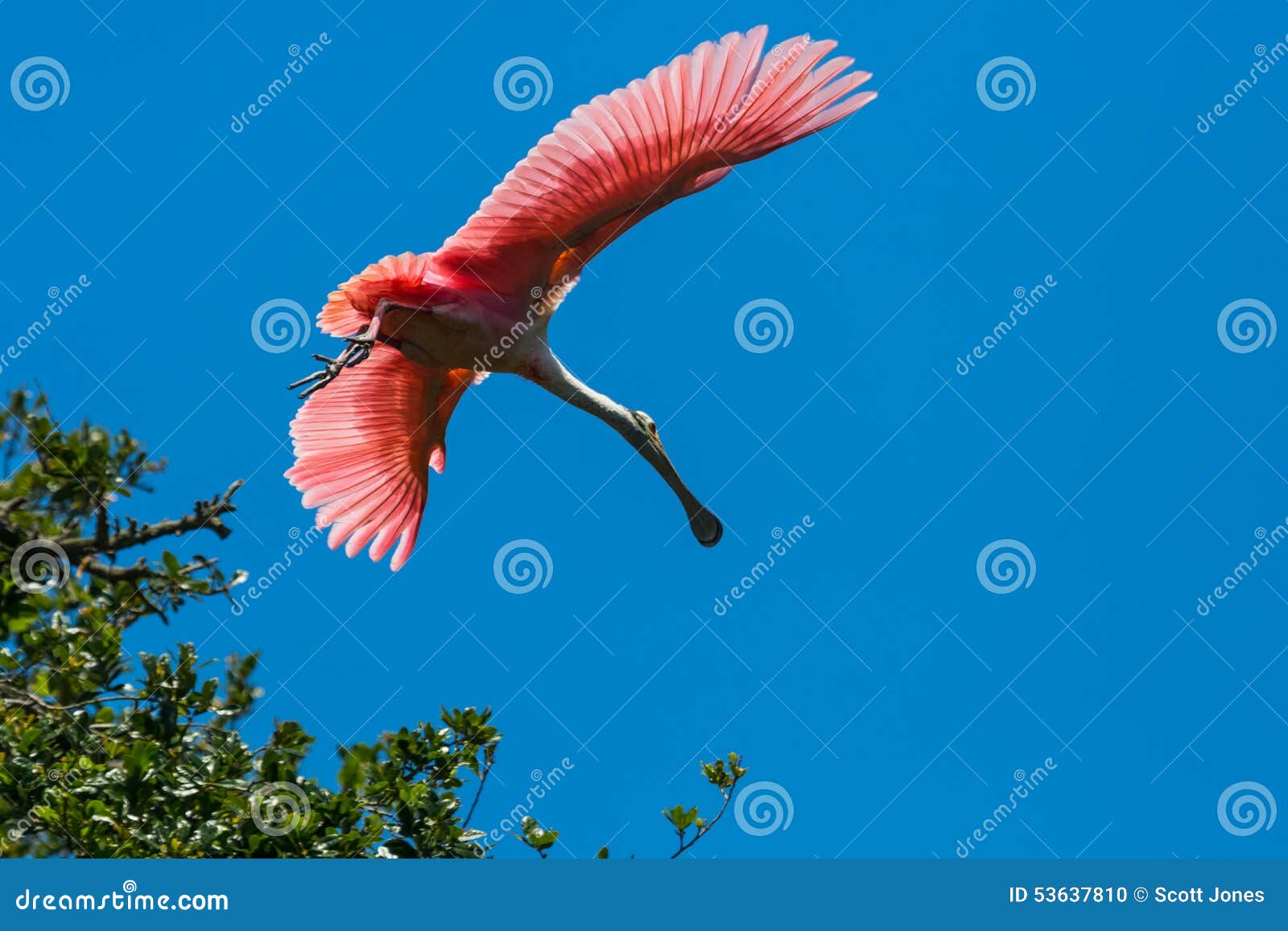 Roseate Spoonbill in Flight Stock Photo - Image of perch, nature: 53637810