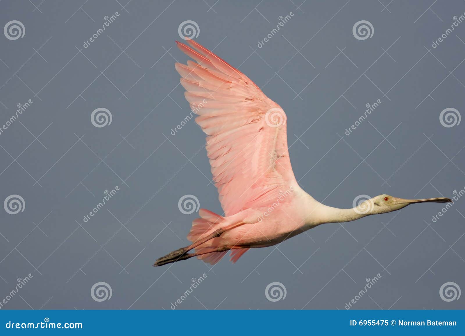 A Roseate Spoonbill in Flight Stock Image - Image of waterbird, wild ...