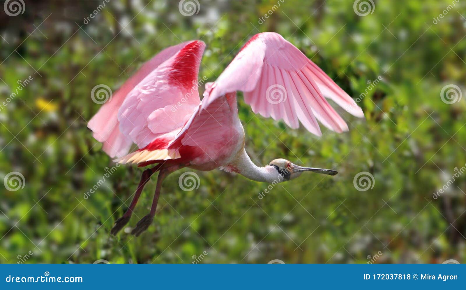 Roseate Spoonbill in Flight. Stock Photo - Image of roseate, shape ...