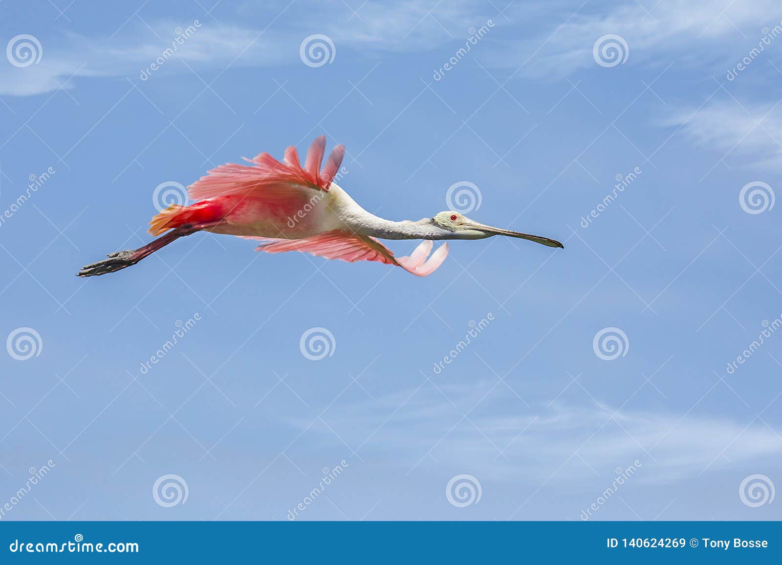 Roseate Spoonbill in Flight at Eye Level Stock Image - Image of freedom ...