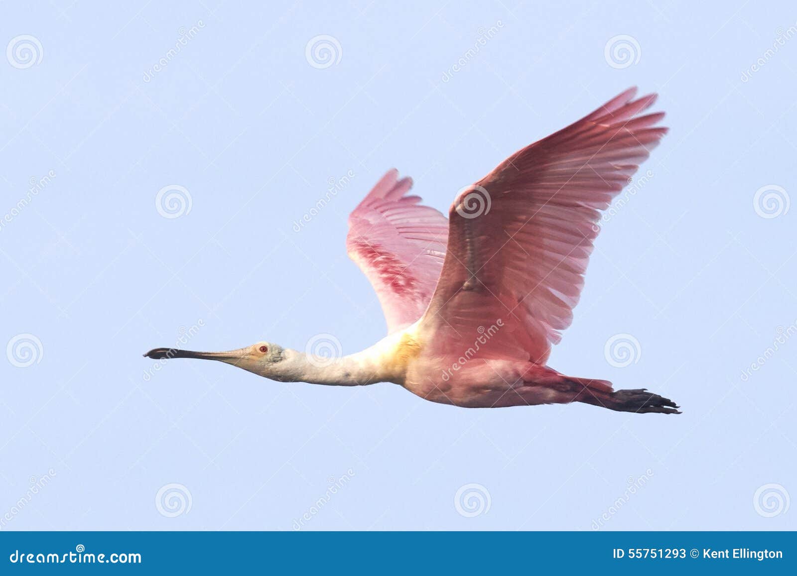 Roseate Spoonbill in Flight Stock Image - Image of wildlife, island ...