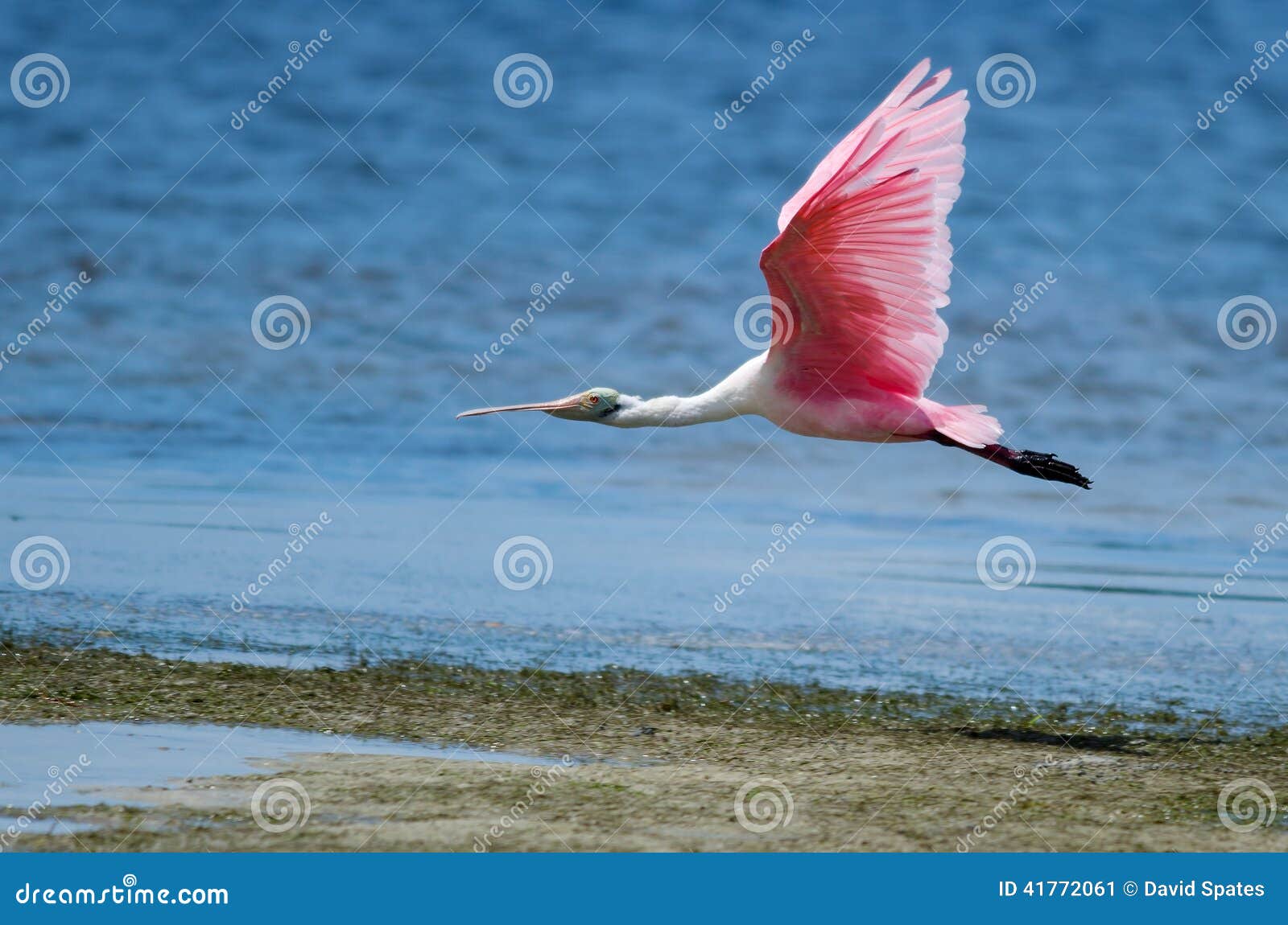 Roseate Spoonbill in Flight Stock Image - Image of ajaja, animal: 41772061