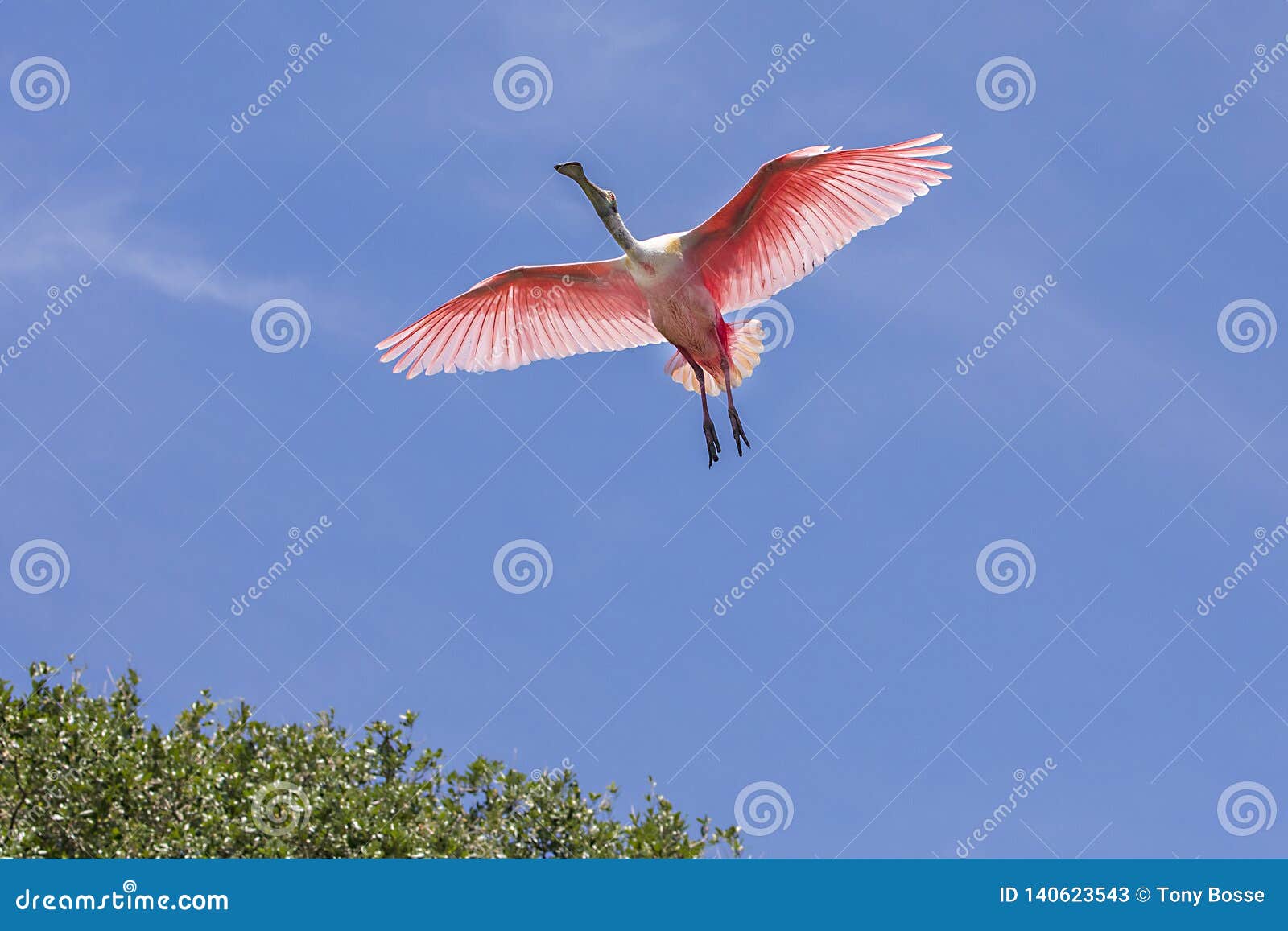 Roseate Spoonbill in Flight Overhead Stock Image - Image of spoonbill ...