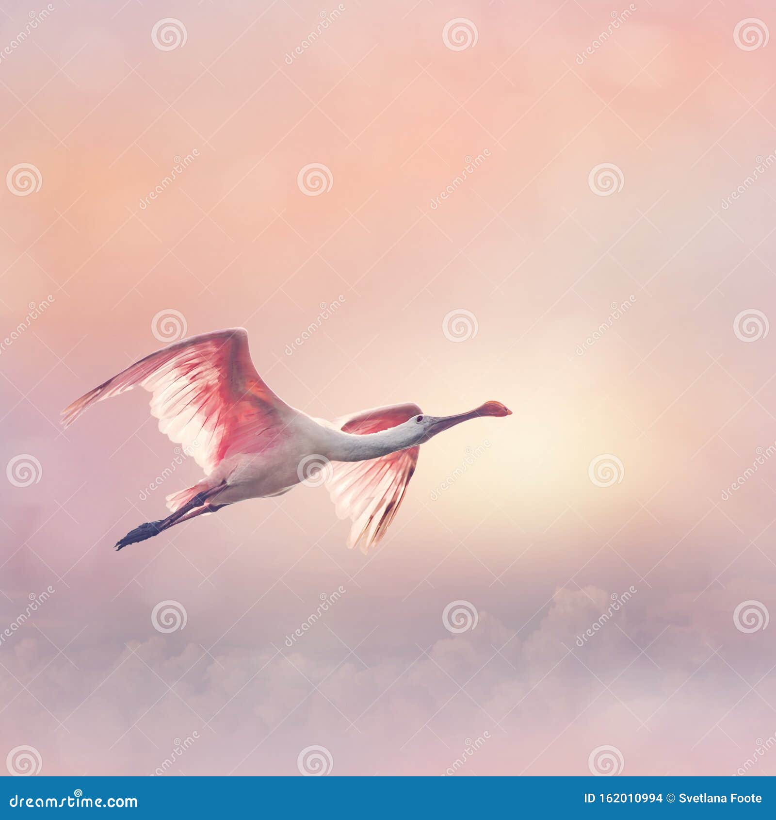 Roseate Spoonbill in Flight Stock Photo - Image of tropical, spoonbill ...