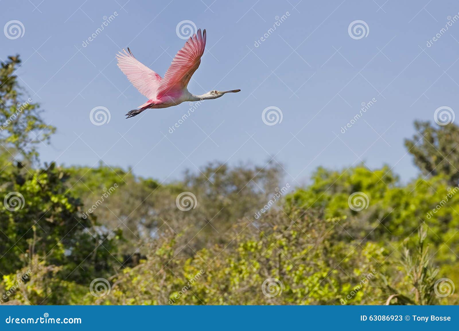 Roseate Spoonbill in Flight Stock Image - Image of spread, waterbird ...