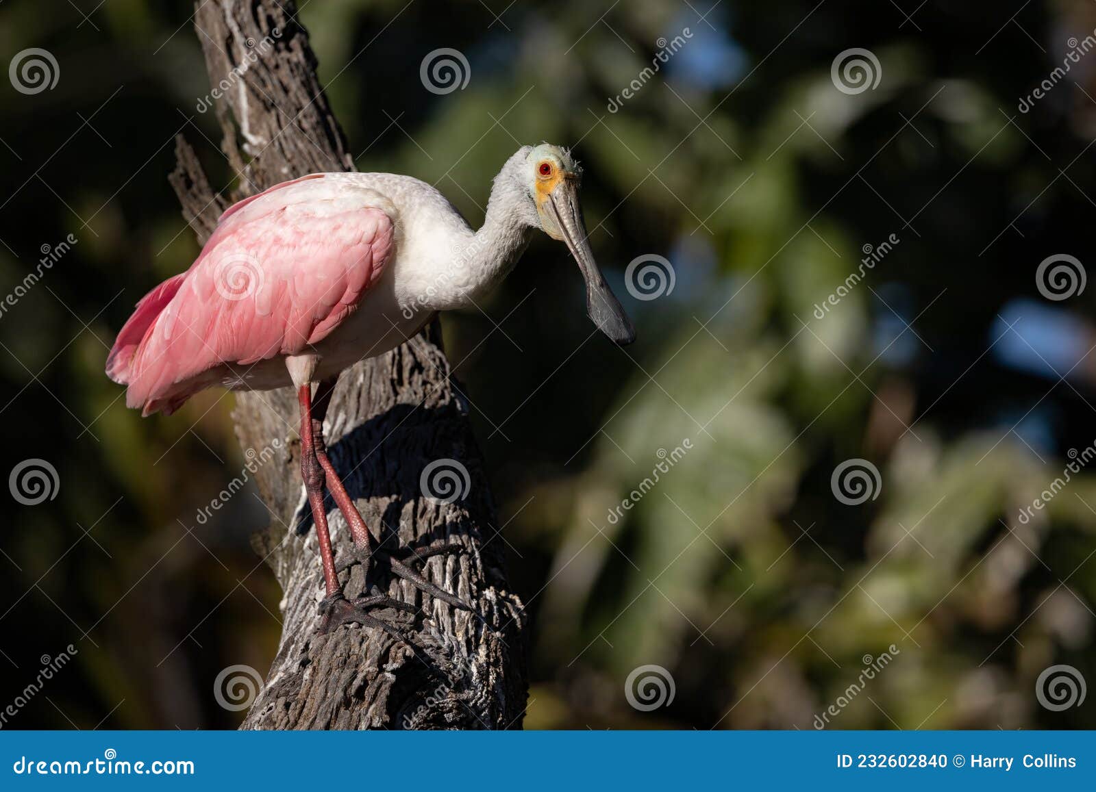 Roseate Spoonbill in Florida Stock Photo - Image of falls, isle: 232602840