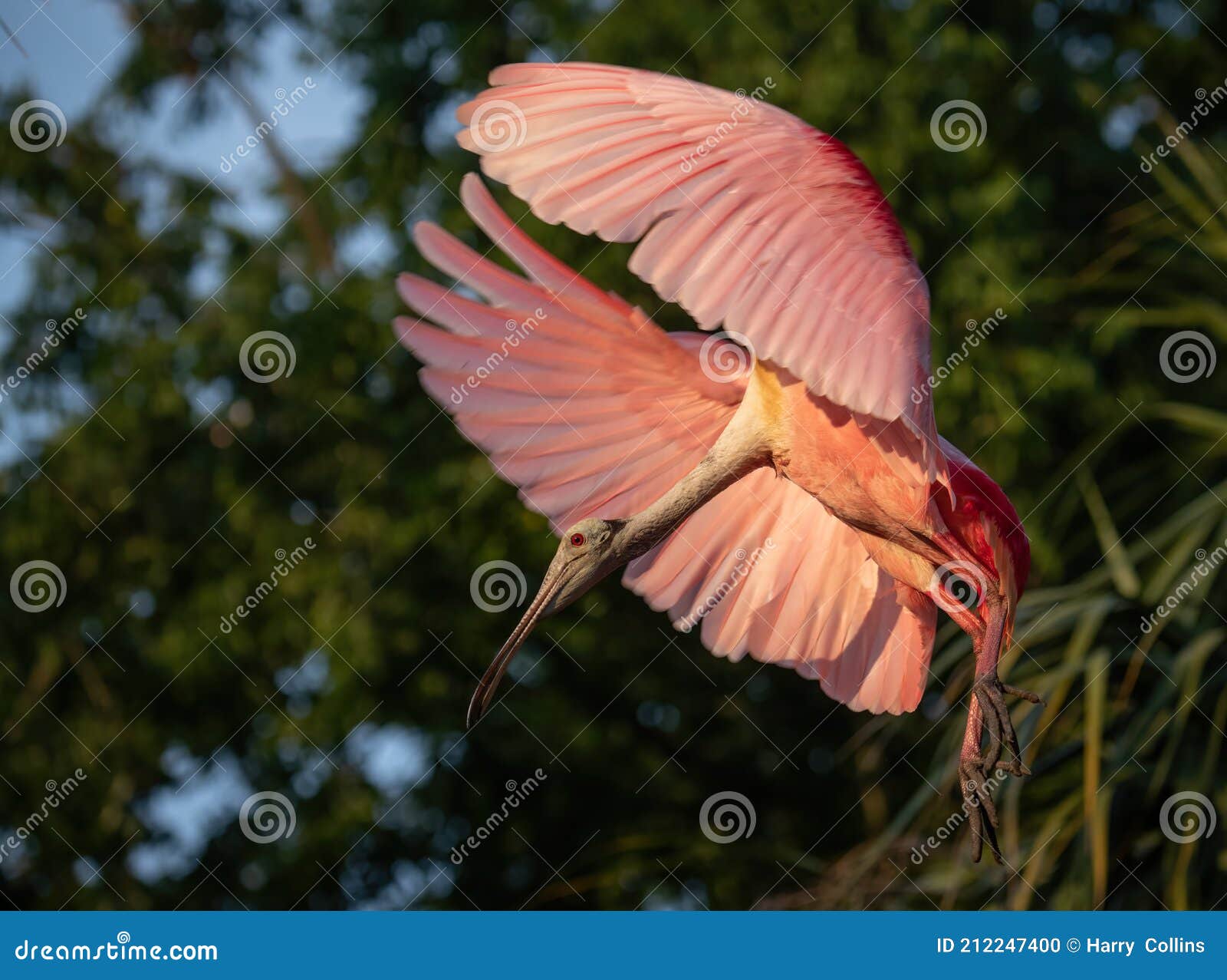 Roseate Spoonbill in Florida Stock Photo - Image of american, emerald ...