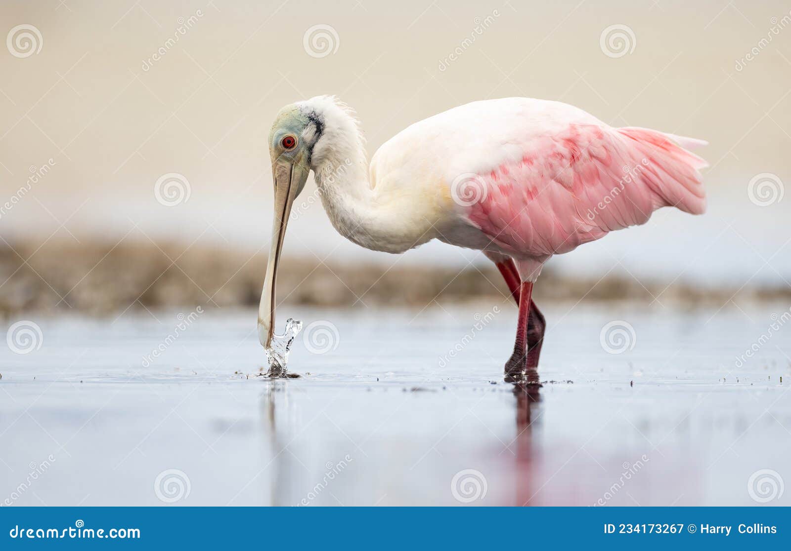 Roseate Spoonbill in Florida Stock Image - Image of canada, clip: 234173267