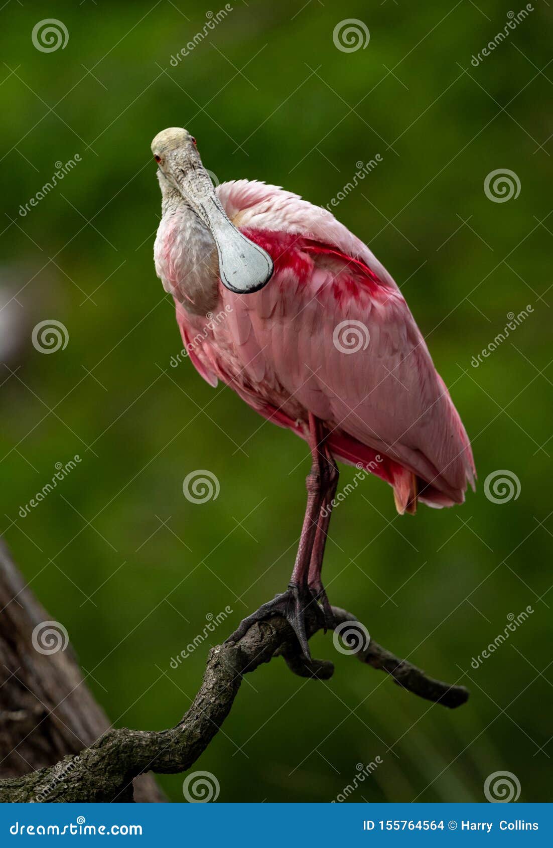 Roseate Spoonbill in Florida Stock Photo - Image of belted, florida ...