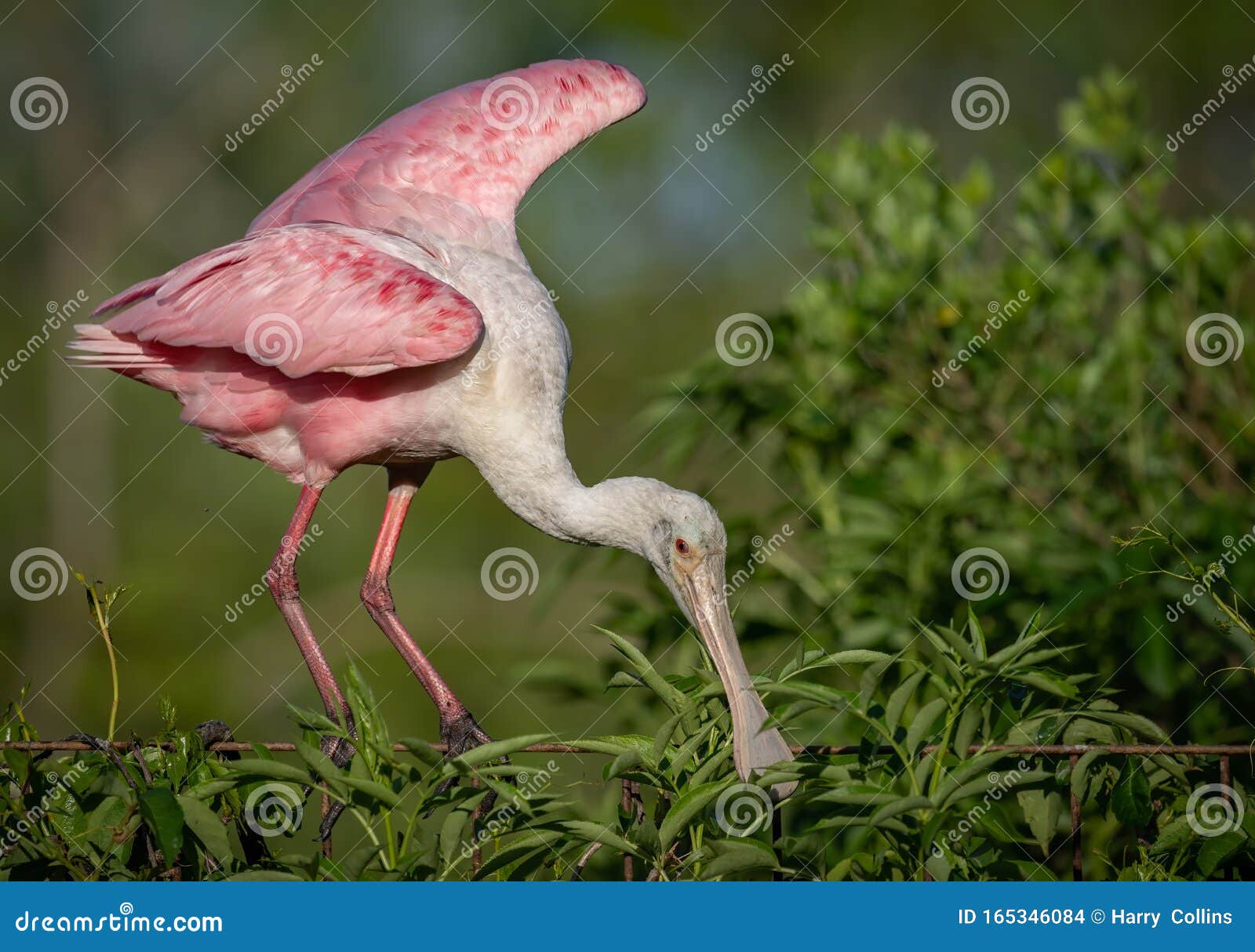 Roseate Spoonbill in Florida Stock Photo - Image of portrait, animals ...