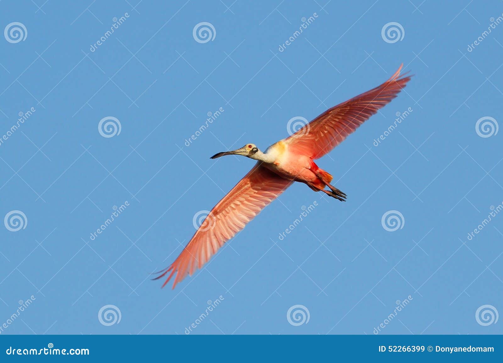 Roseate Spoonbill Flying in Blue Sky Stock Image - Image of bird, ajaja ...