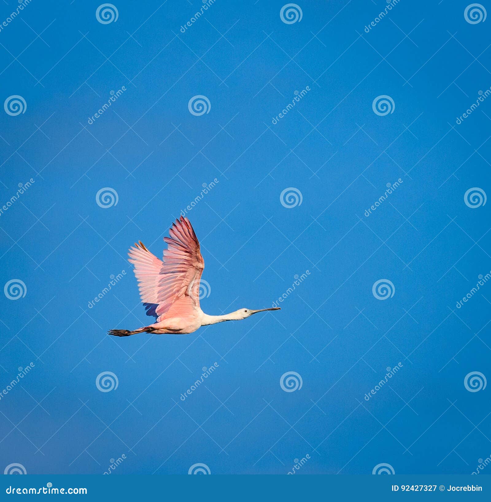 Roseate spoonbill flying stock image. Image of bright - 92427327