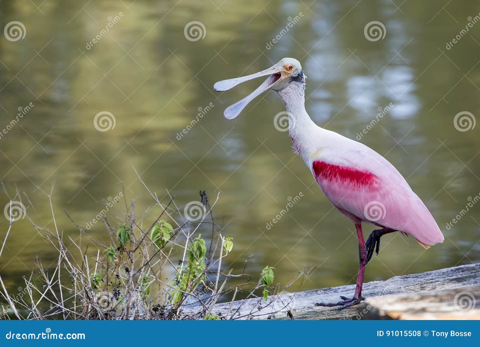 Roseate Spoonbill. Royalty-Free Stock Photography | CartoonDealer.com ...