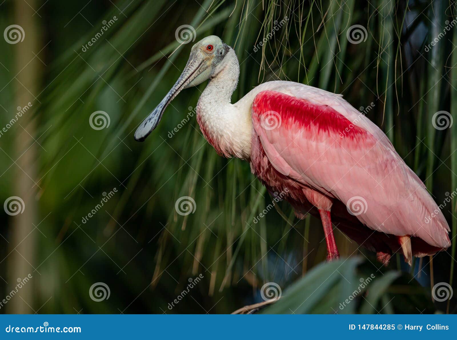 Roseate Spoonbill in Florida Stock Image - Image of florida, chick ...