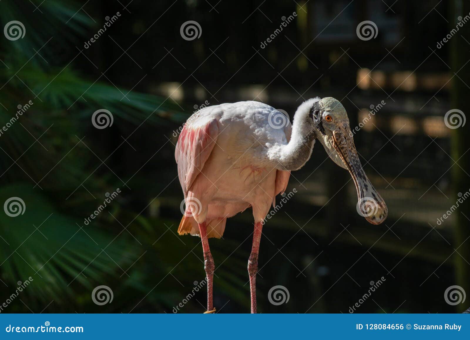 Roseate spoonbill stock photo. Image of feathers, avian - 128084656
