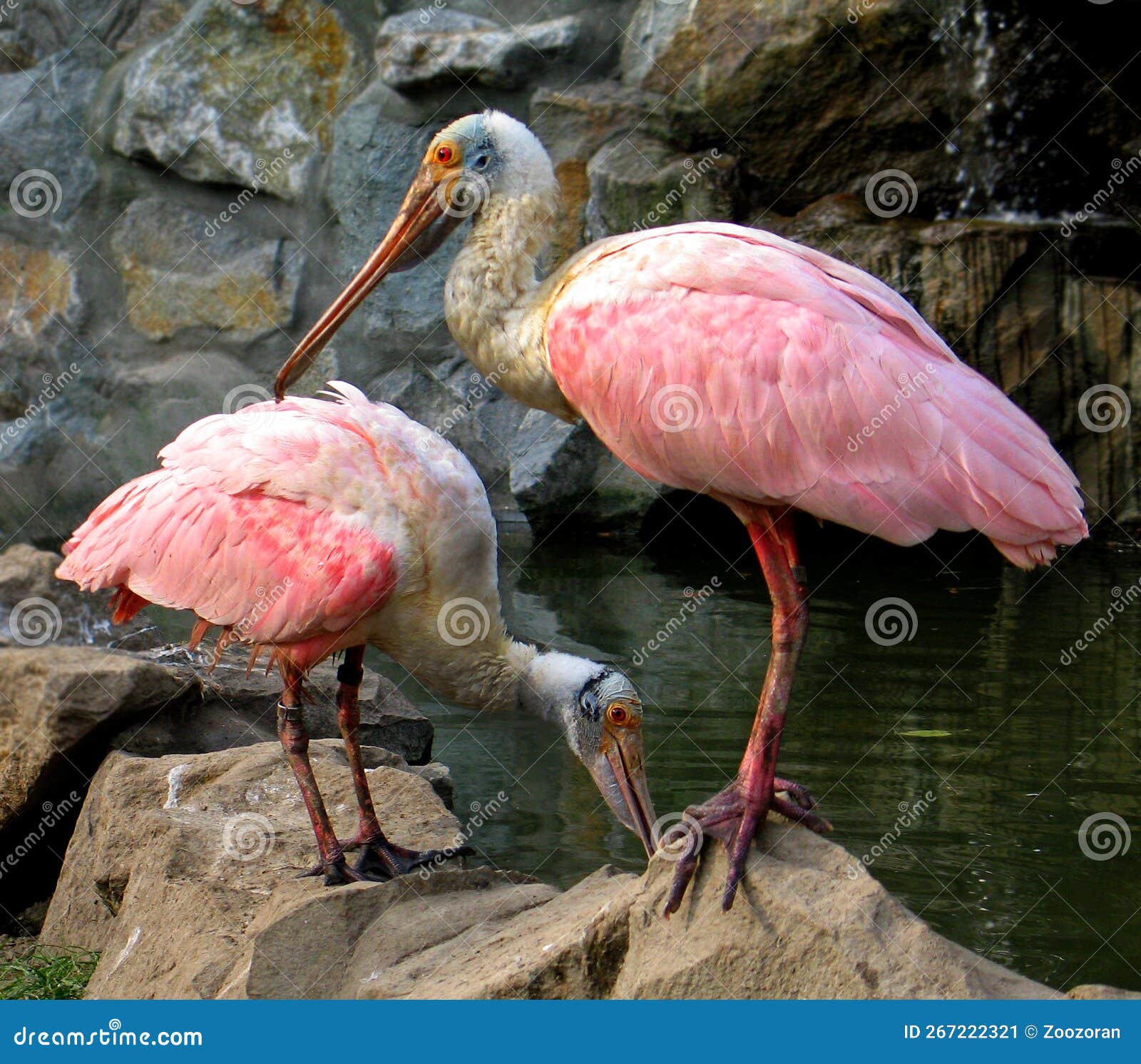 Roseate Spoonbill (Platalea Ajaja) Stock Image - Image of roseate ...
