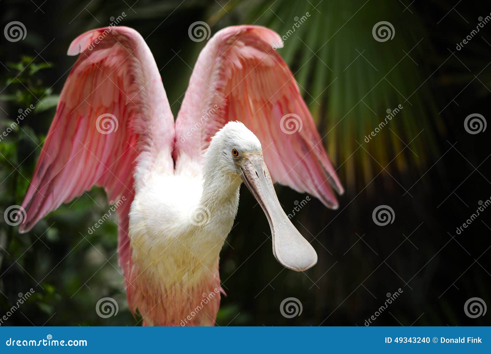2,279 Pink Roseate Spoonbill Photos - Free & Royalty-Free Stock Photos ...