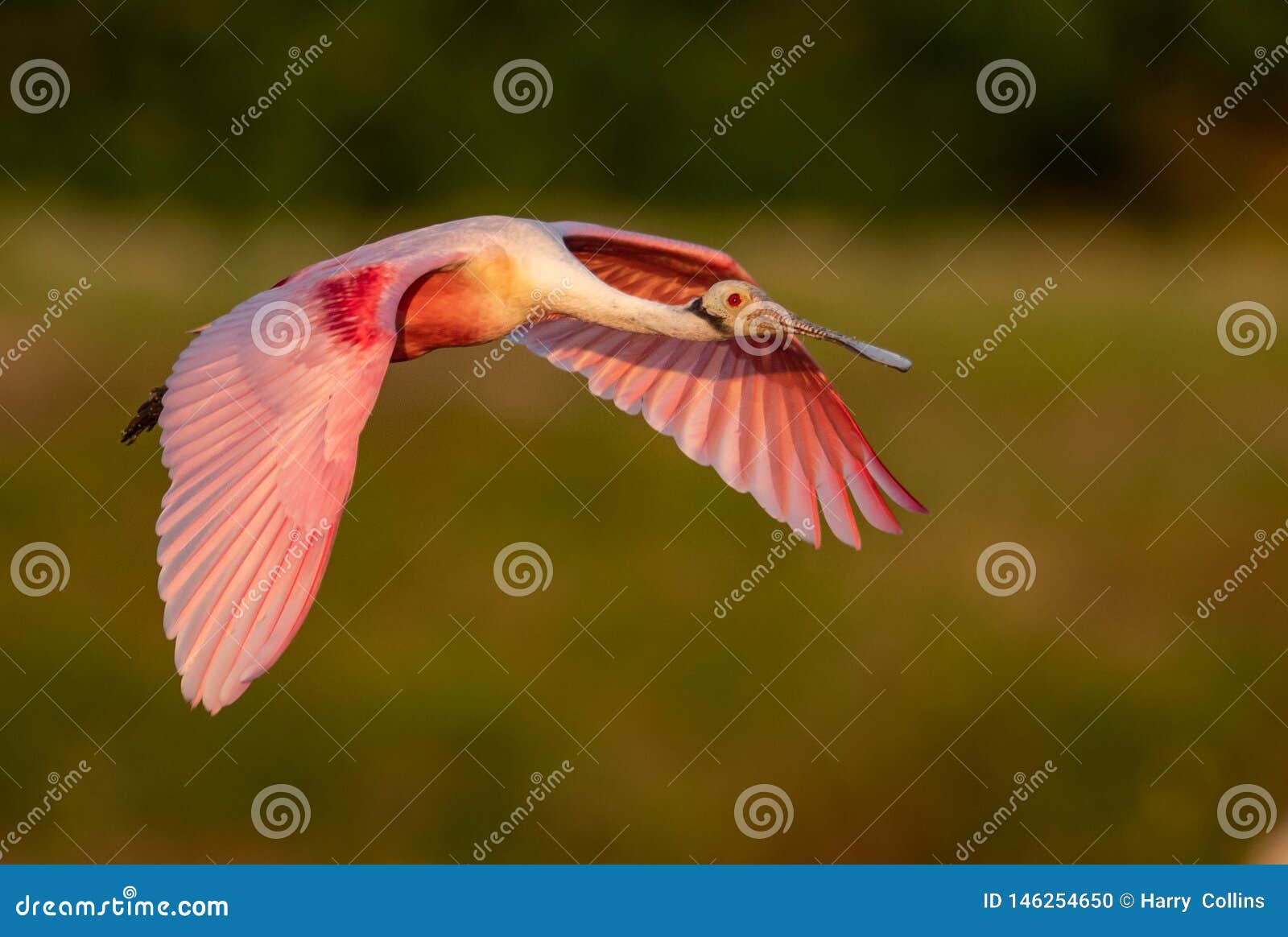 Roseate Spoonbill Portrait stock photo. Image of roseate - 146254650