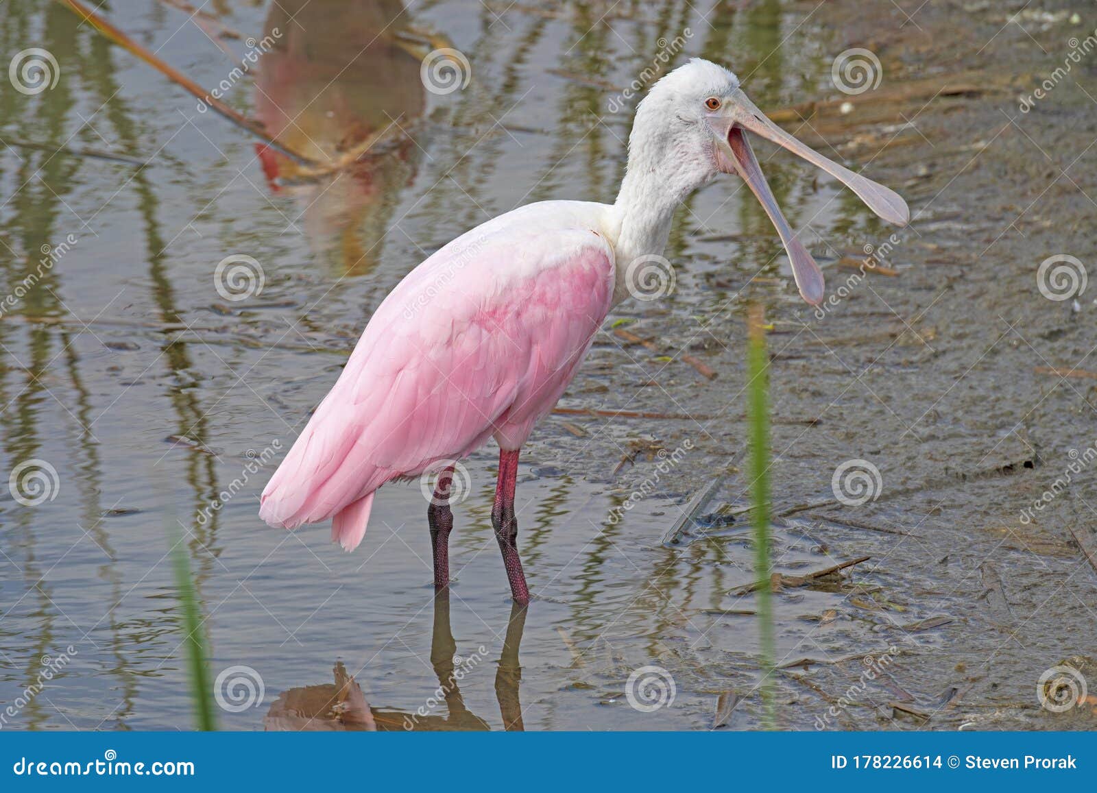 Roseate Spoonbill Showing a Very Open Spoonbill Stock Photo - Image of ...