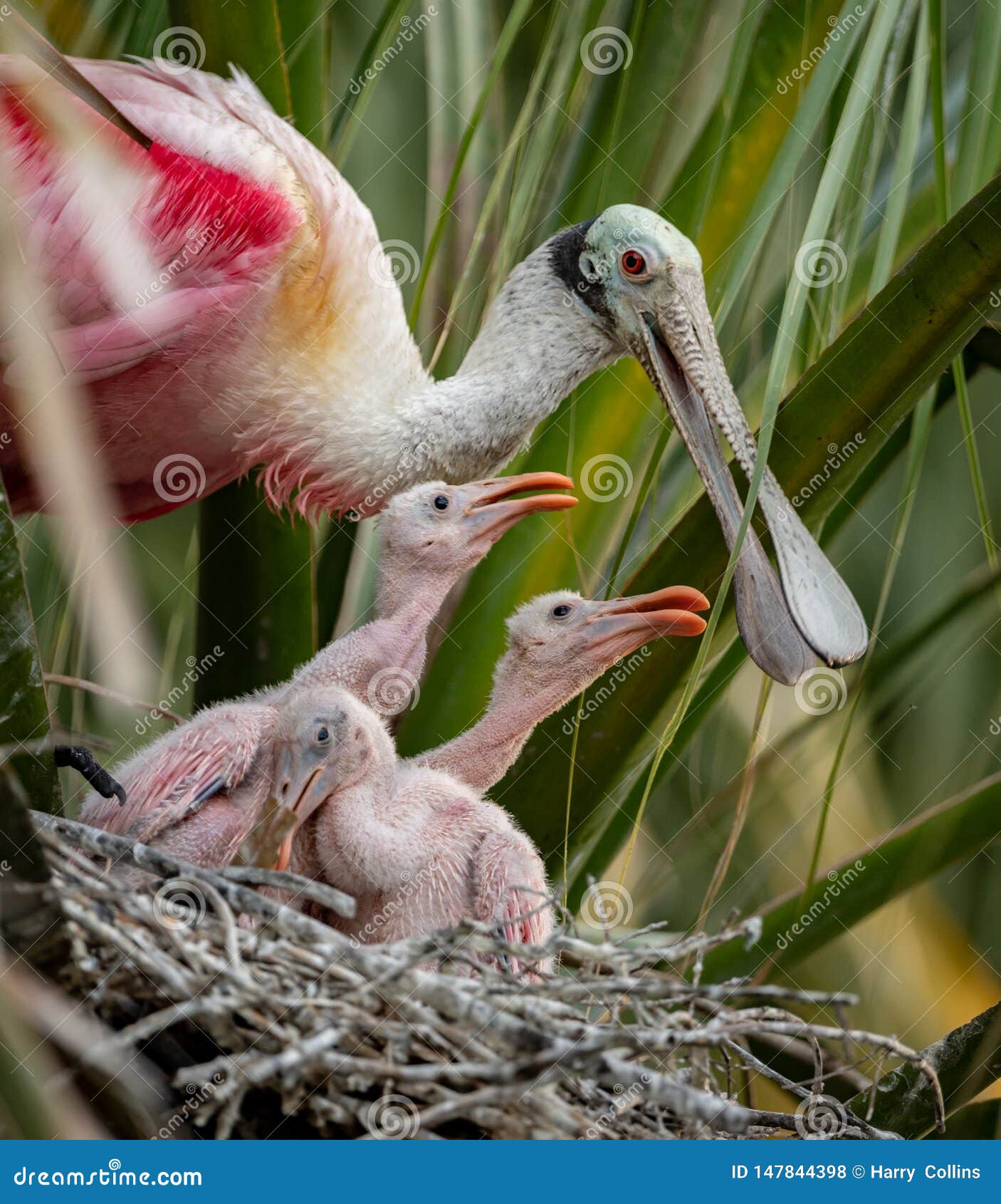 Roseate Spoonbill in Florida Stock Photo - Image of northern, central ...
