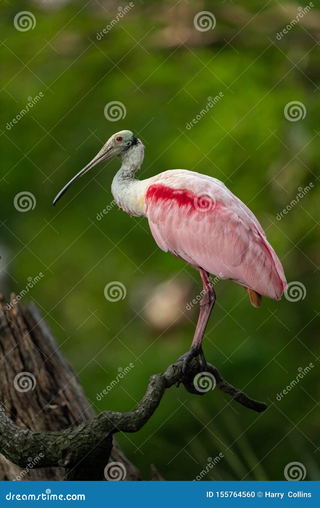 Roseate Spoonbill in Florida Stock Photo - Image of lake, animal: 155764560