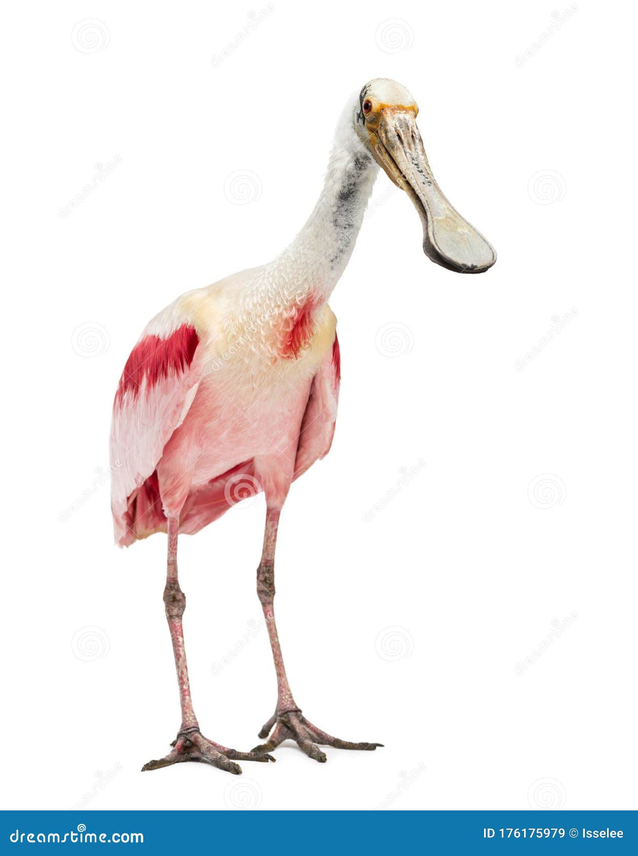 Roseate Spoonbill Standing, Isolated Stock Image - Image of wildlife ... Roseate Spoonbill Standing, Isolated Stock Image - Image of wildlife ...