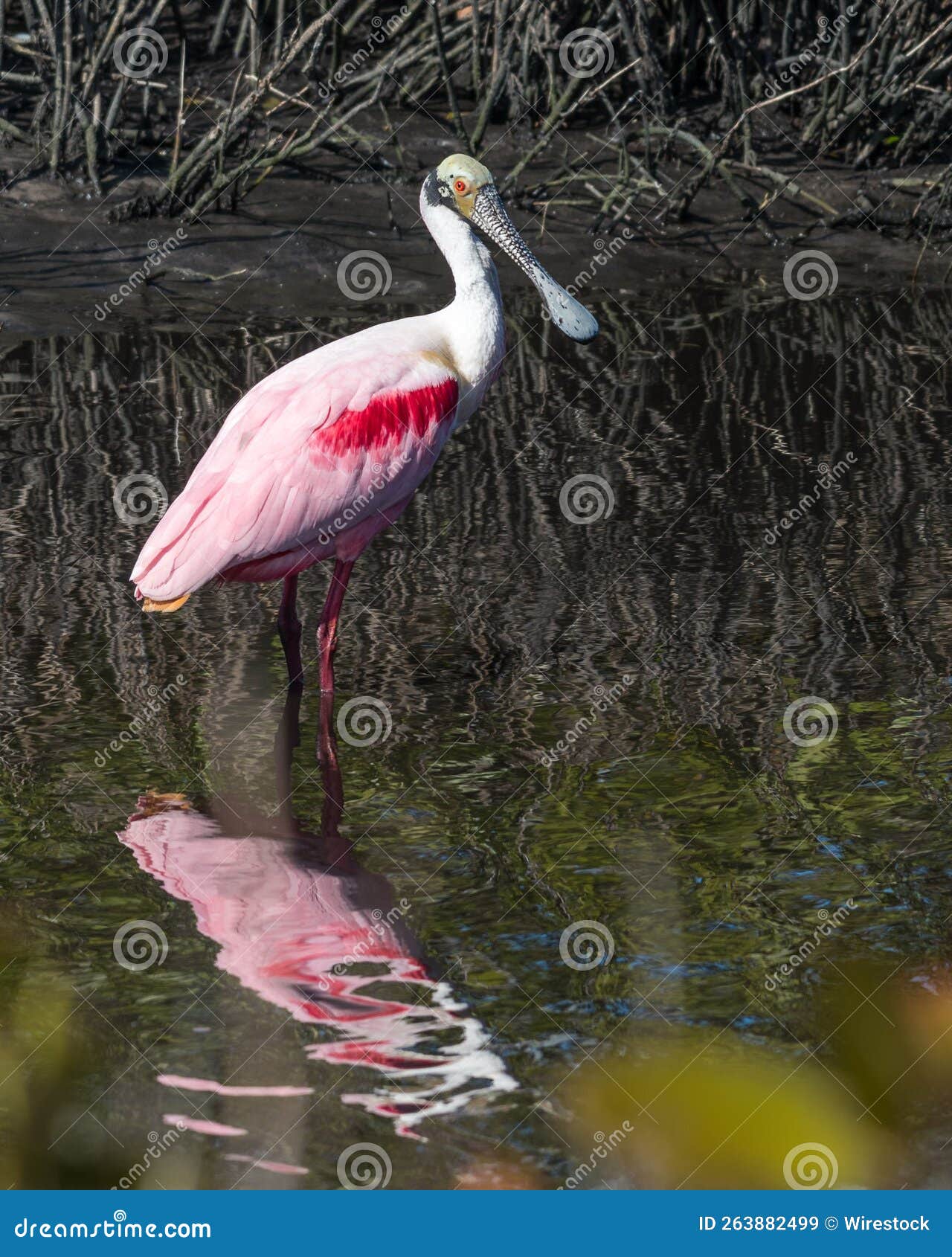 Roseate Spoonbill Standing in Water Stock Image - Image of flying ...