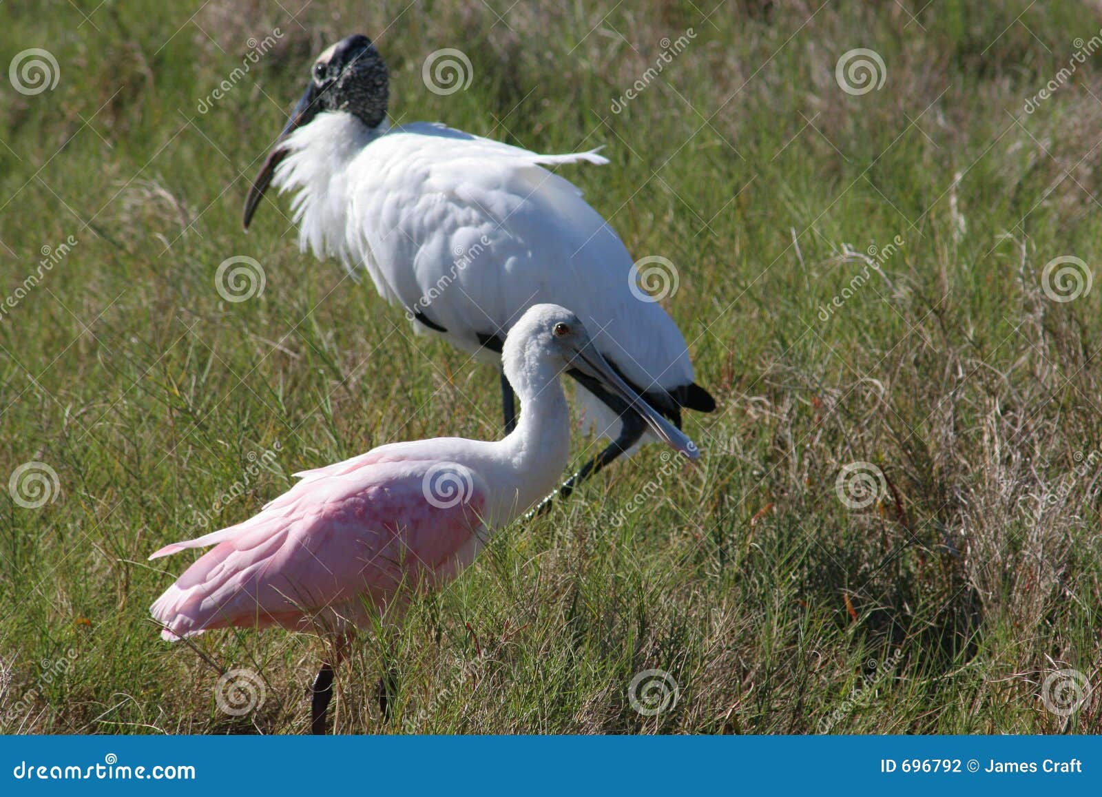 Roseate Spoonbill & Wood Stork Stock Photo - Image of pink, florida: 696792