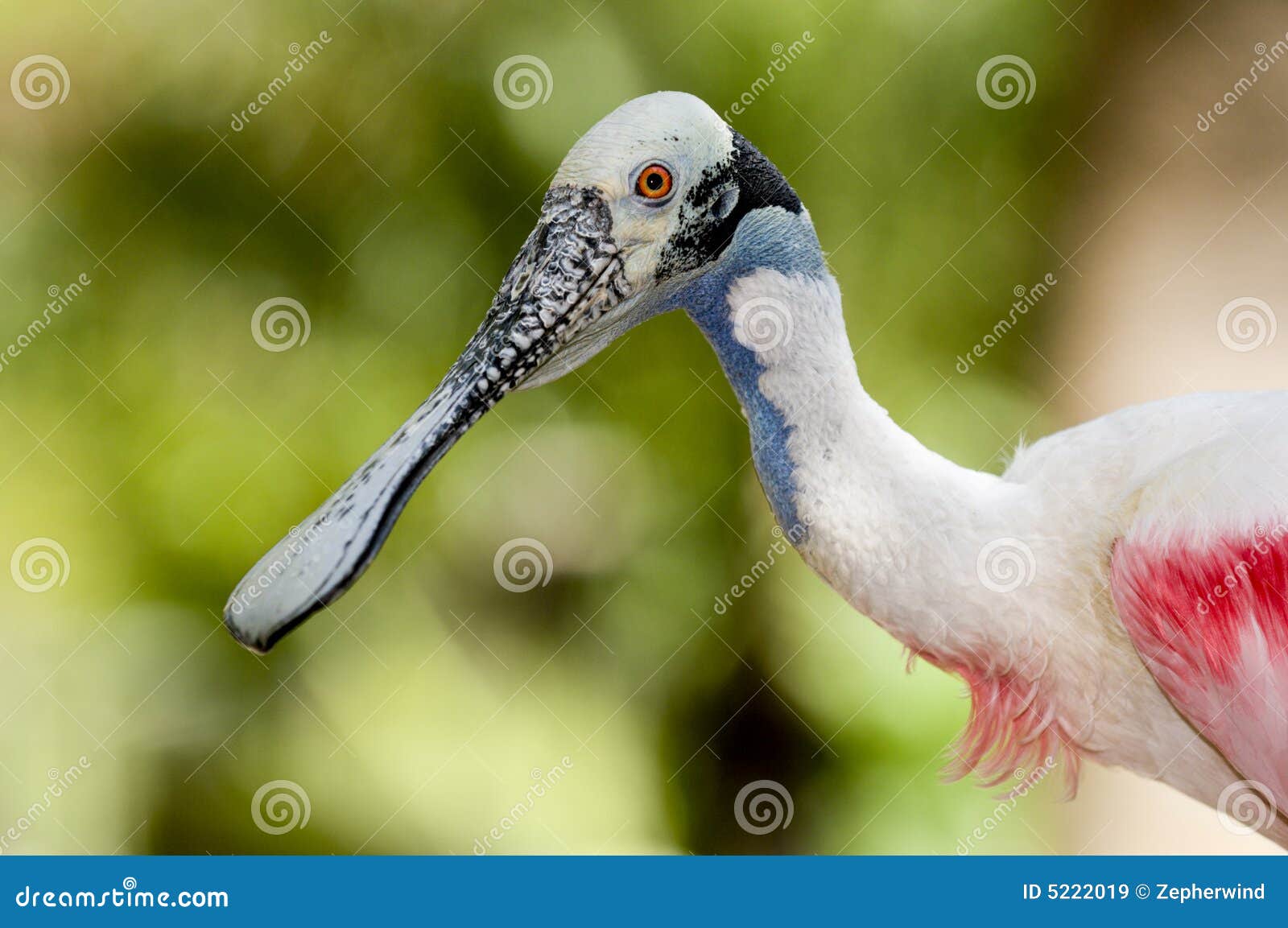 Roseate Spoonbills stock image. Image of beak, pink, bird - 5222019
