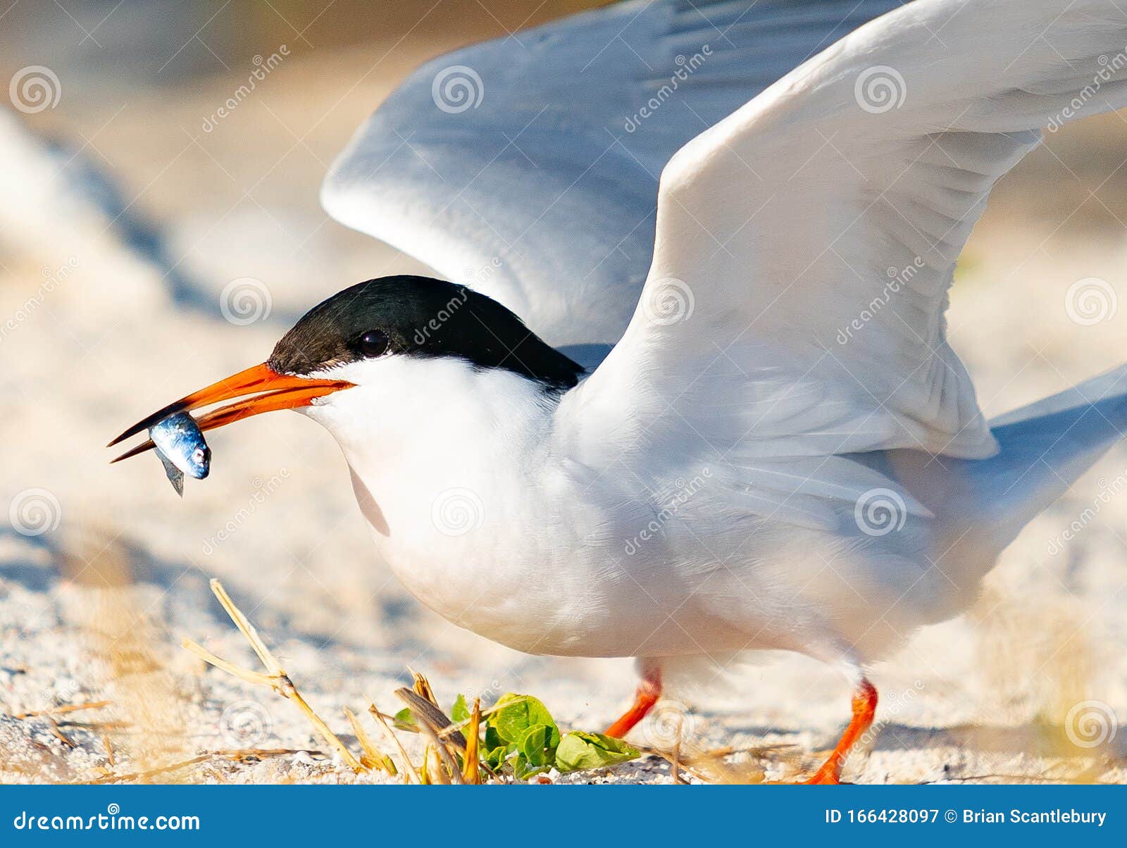 Roseate Tern with Fish in Beak Stock Image - Image of nesting, wildlife ...