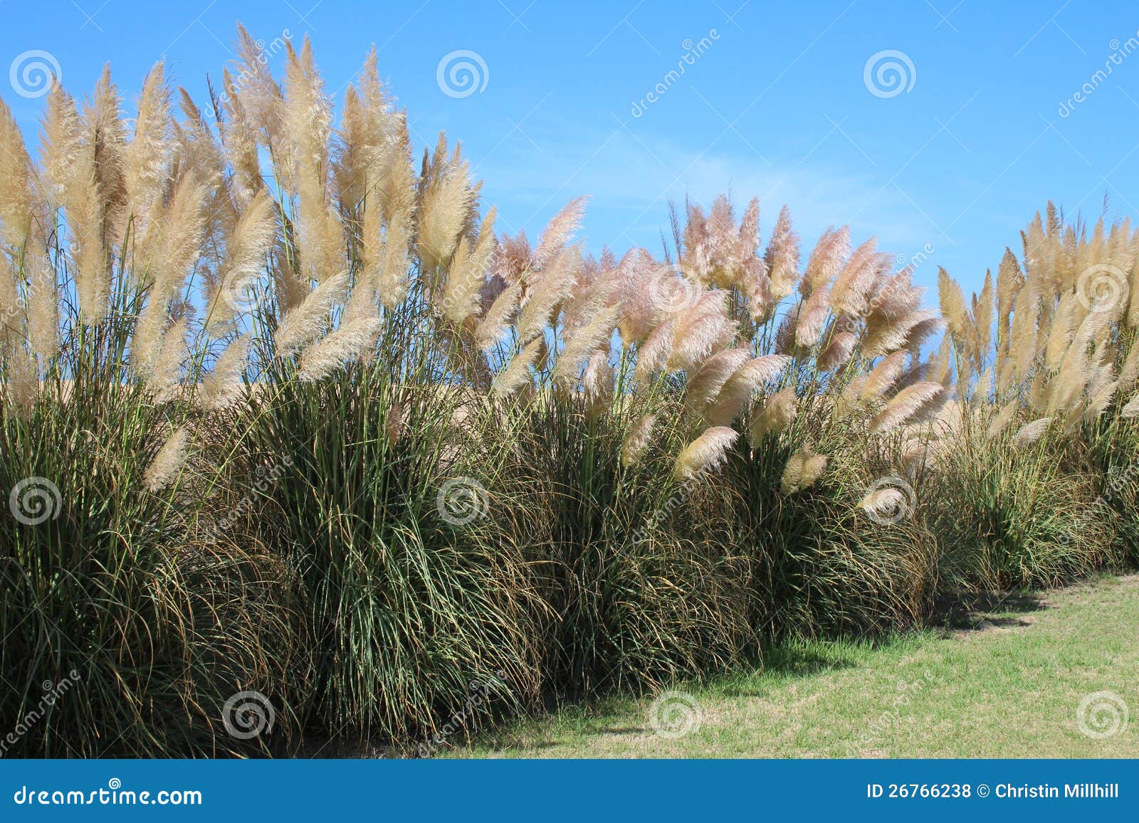 Roseau photo stock. Image du ensoleillé, nature, centrale - 26766238